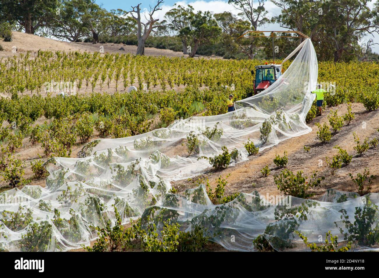 Vineyard worker remove netting placed to prevent bird damage just ...