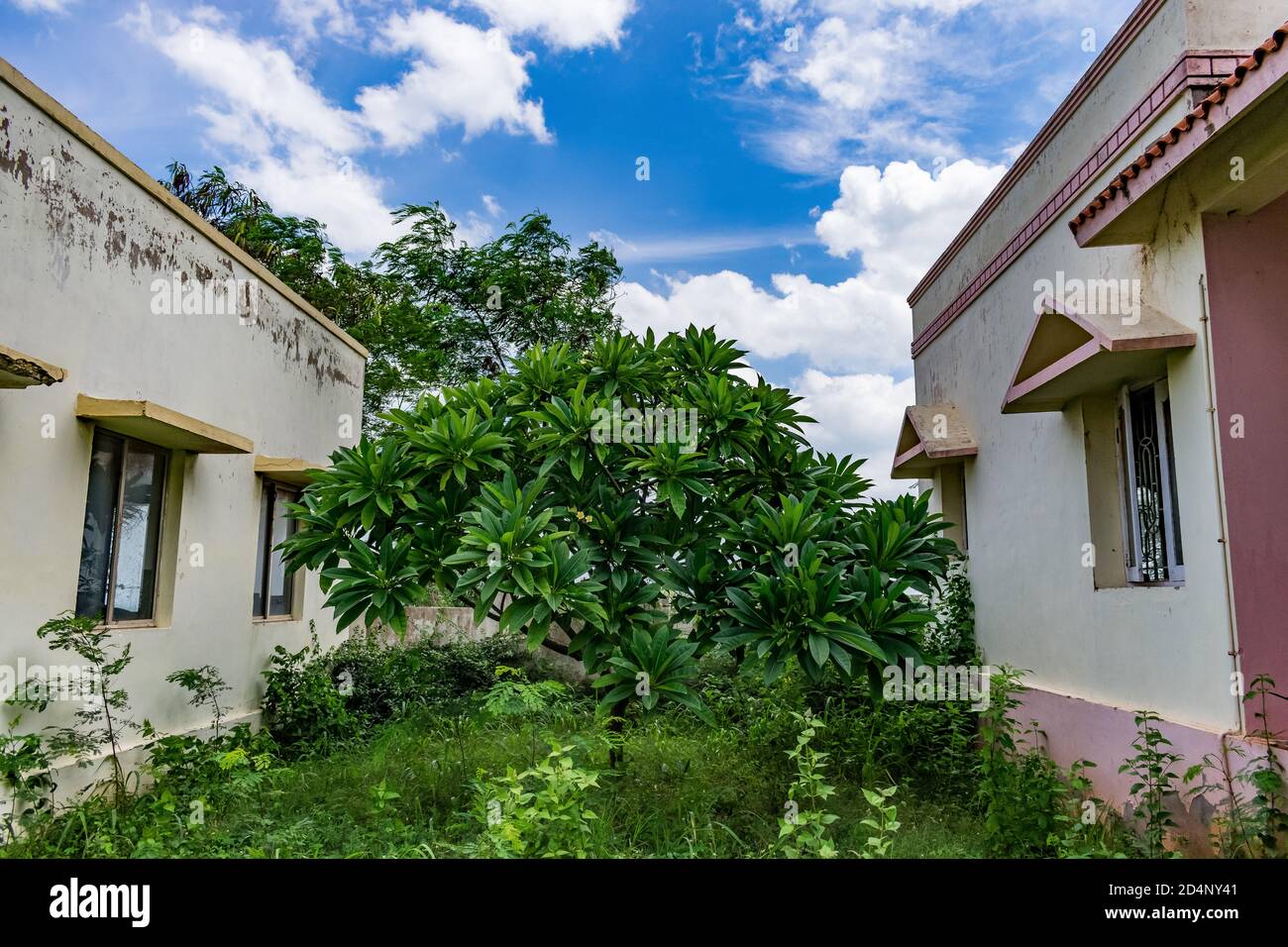 Indian tree close view looking awesome with flowers in between two ...