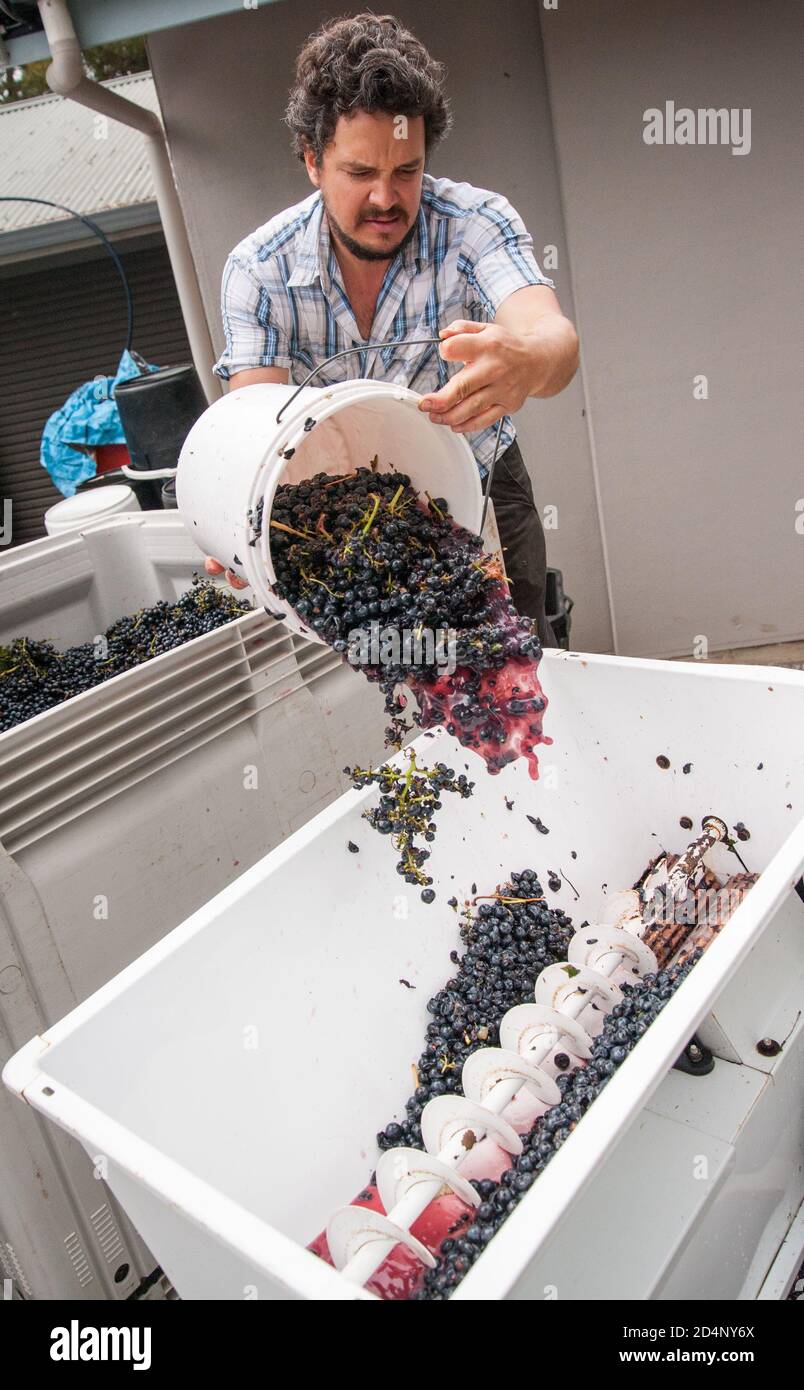 Australian/Argentinian winemaker adding Tempranillo grapes to a crusher ...