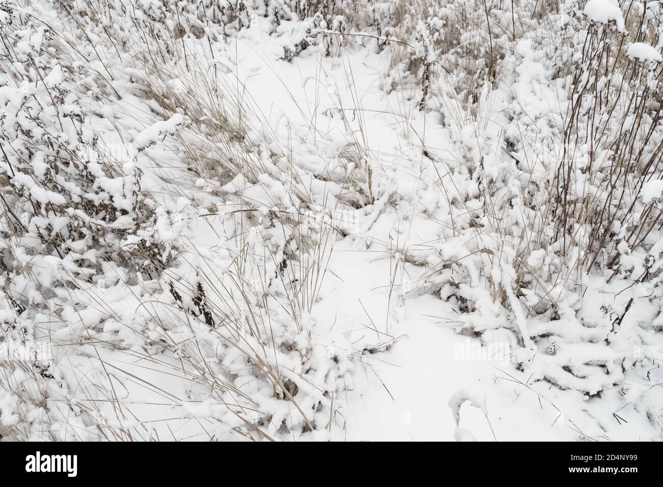 Winter background. snow covered field with dry tall grass Stock Photo ...