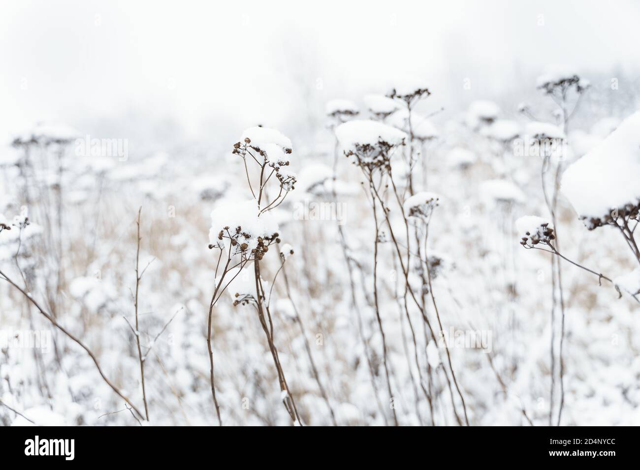 Winter background. snow covered field with dry tall grass Stock Photo ...