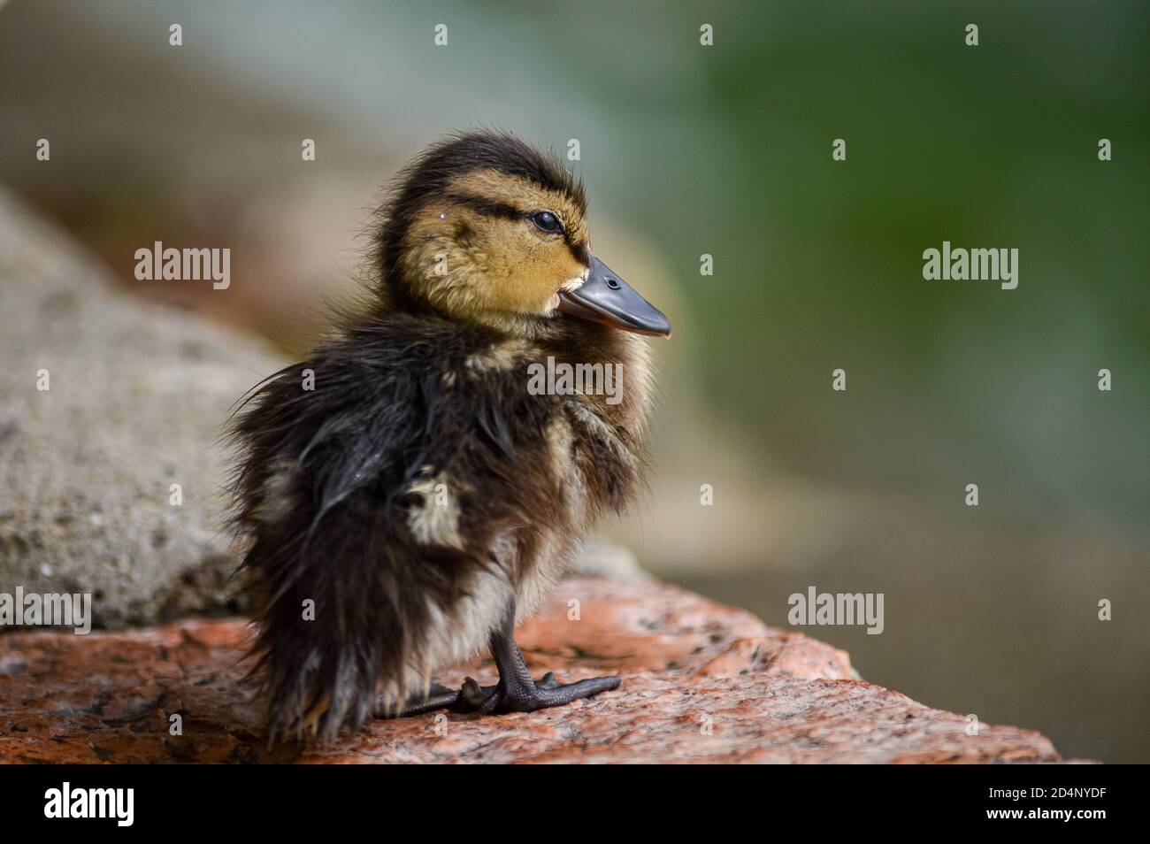 Baby duck waiting for its mother Stock Photo - Alamy