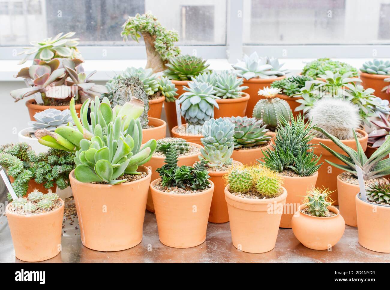 various types of succulent in flower pots in the greenhouse. Closeup ...