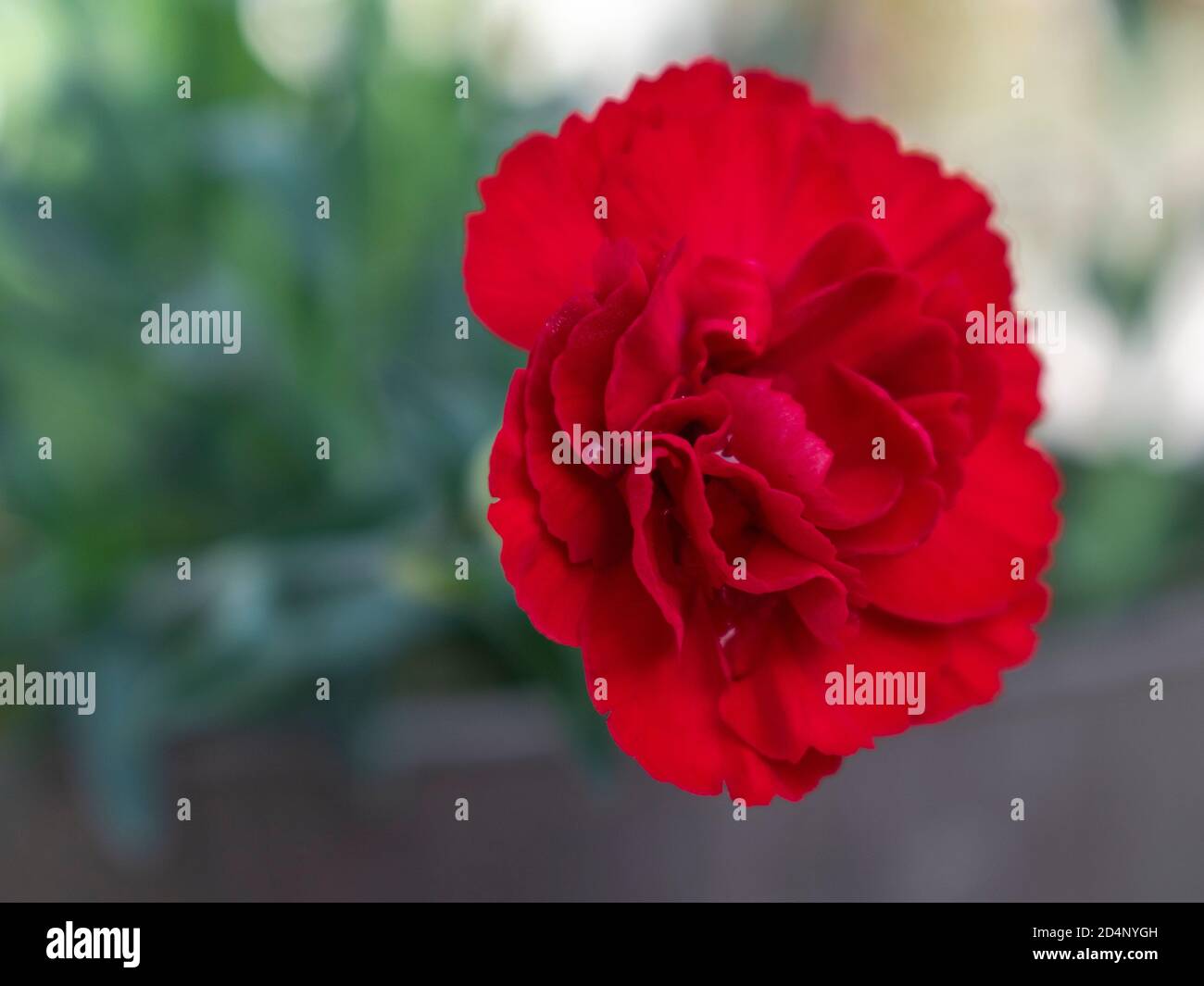 Red carnation hi-res stock photography and images - Alamy