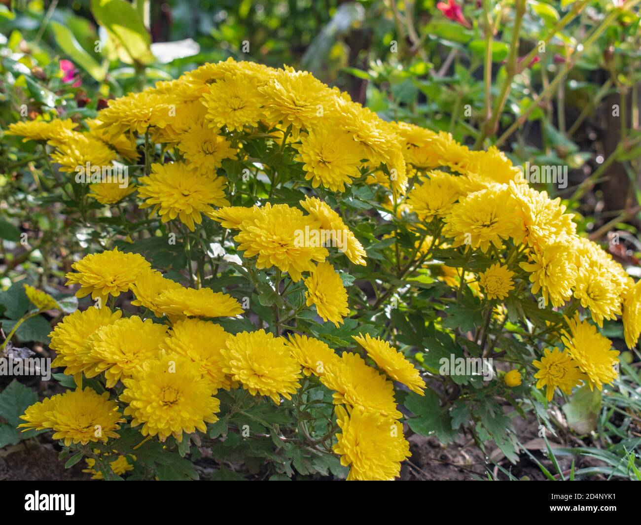 Chrysanths hi-res stock photography and images - Alamy
