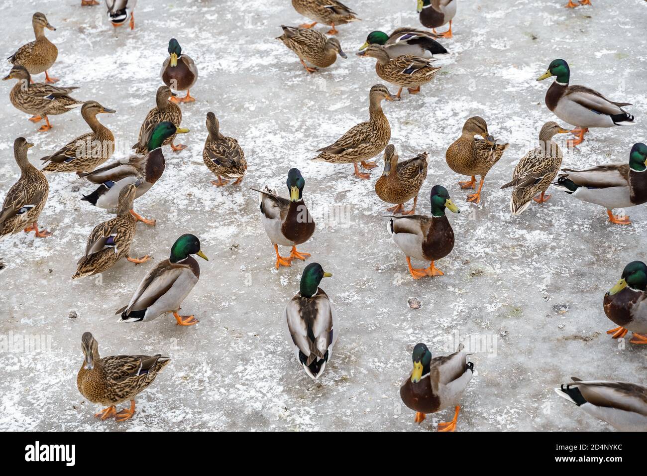 Birds landing on a frozen lake hi-res stock photography and images - Alamy