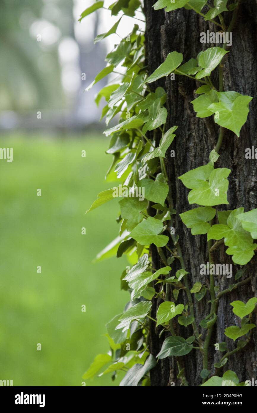 Vertical shot of green leafy vine creeping on a tree trunk at a park ...