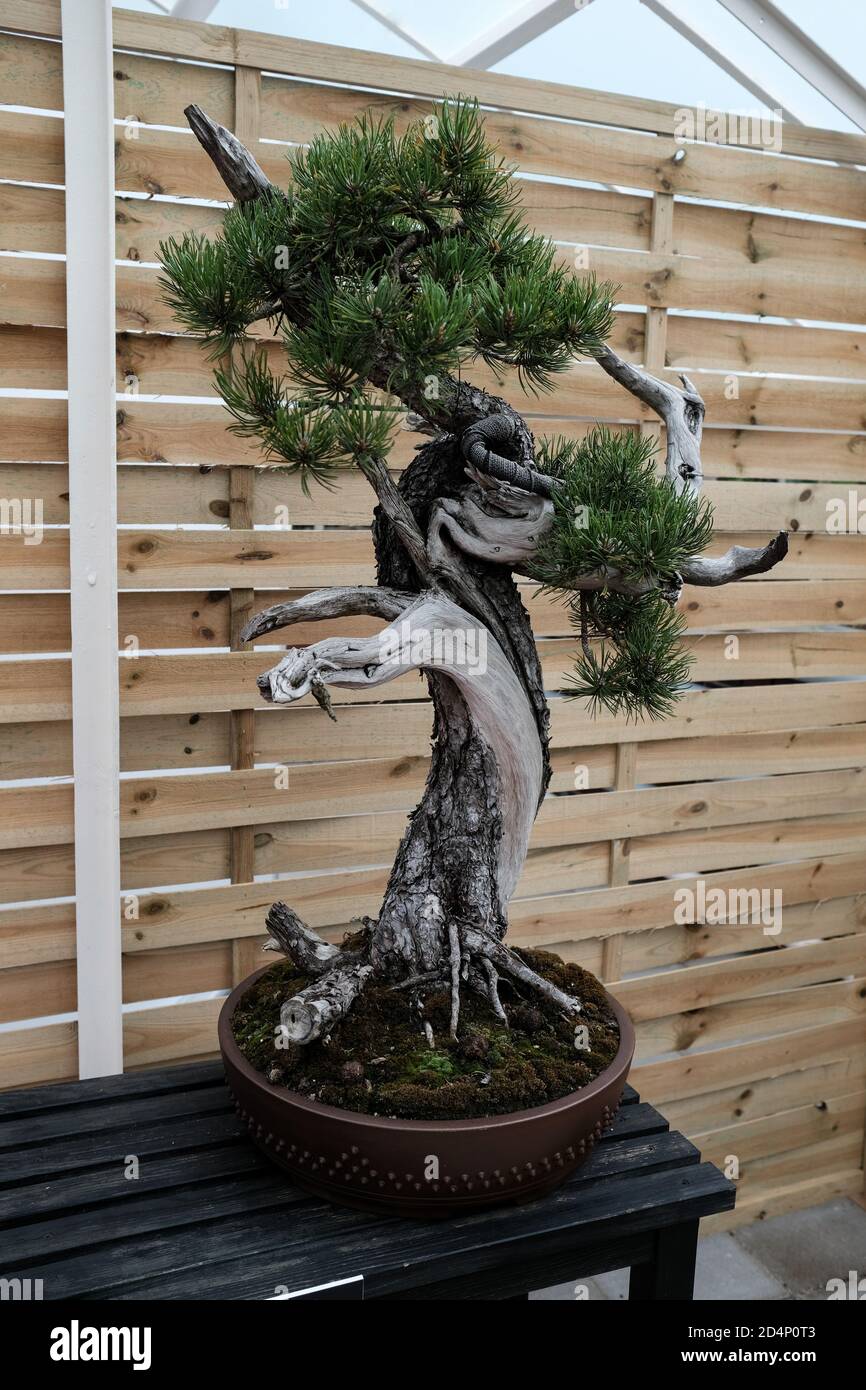 Pinus mugo container hi-res stock photography and images - Alamy
