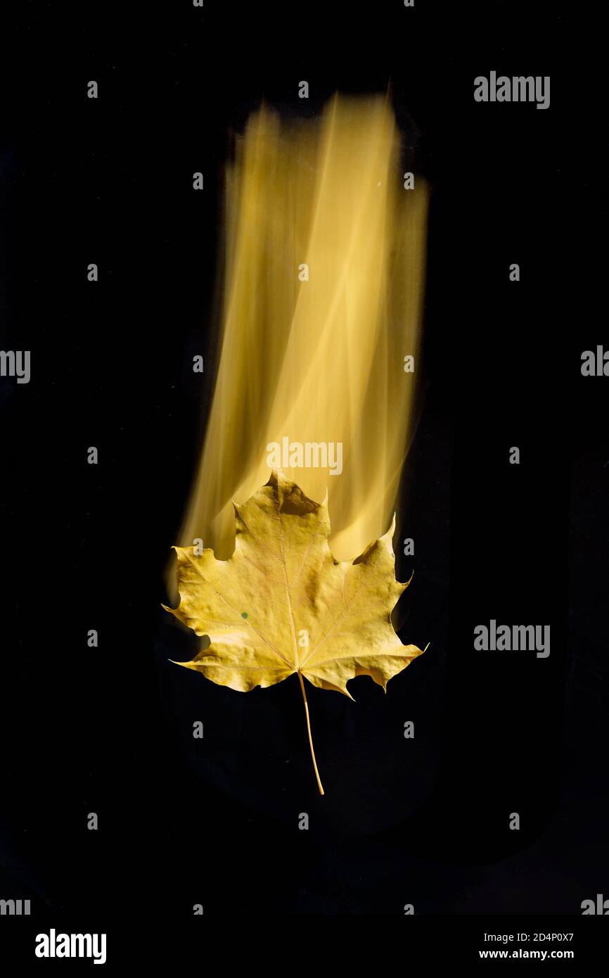 maple leaf with motion blur effect made by long exposure isolated on ...