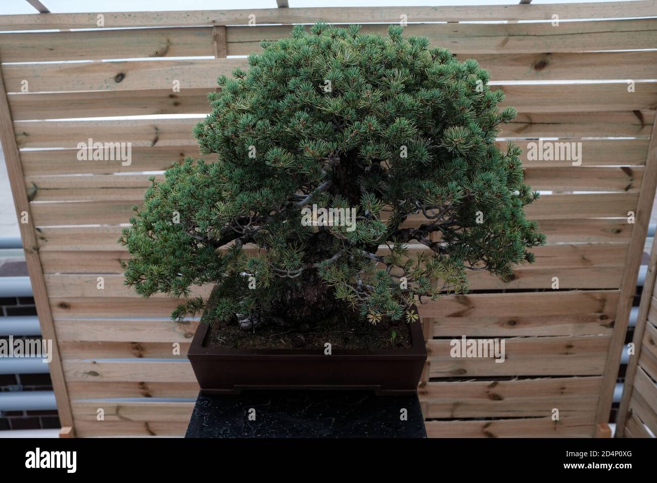 Walbrzych, Poland - 18 July 2020: The bonsai tree, Pinus Parviflora ...
