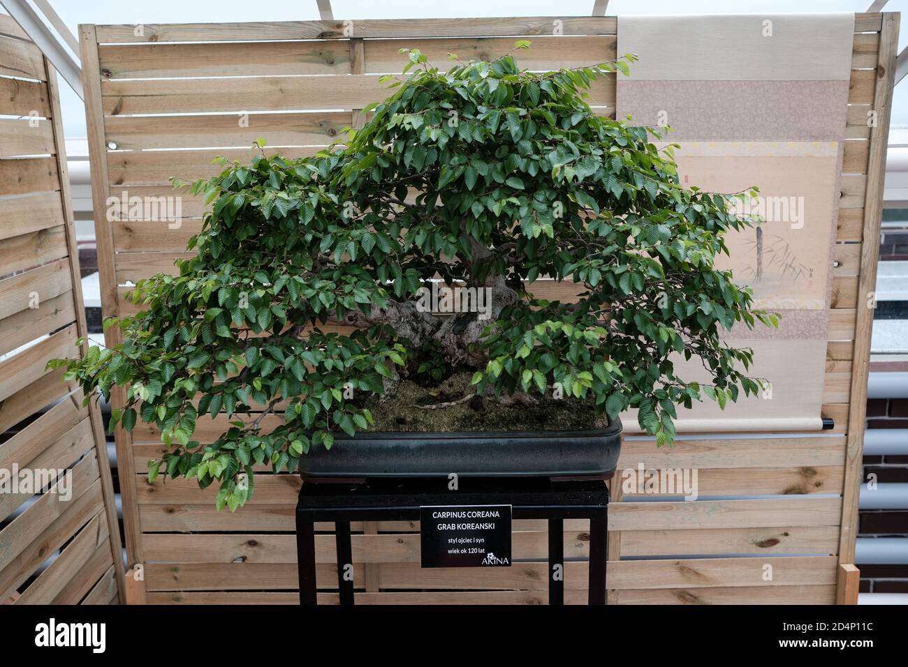 Walbrzych, Poland - 18 July 2020: The bonsai tree, Carpinus Coreana ...