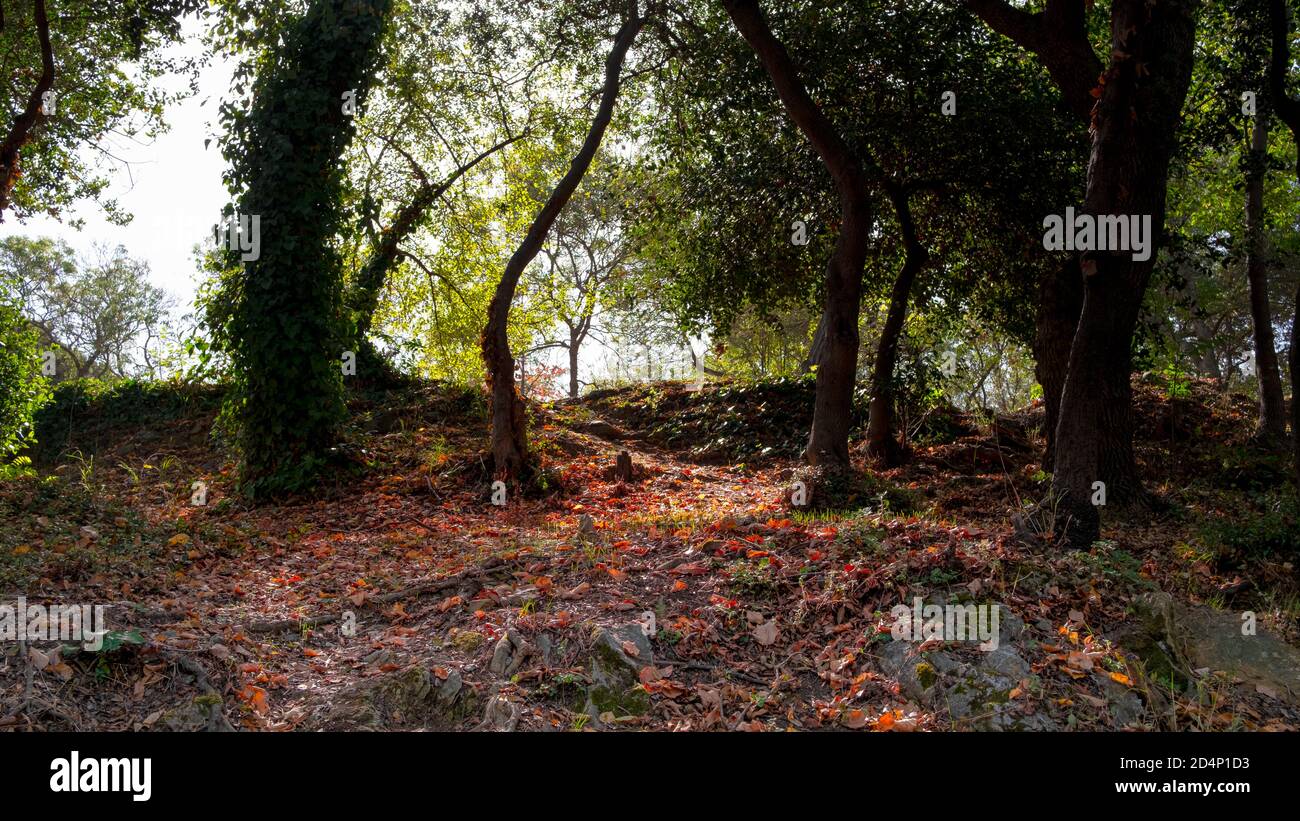 A view from the forest in Emirgan Park. Autumn landscape Stock Photo ...