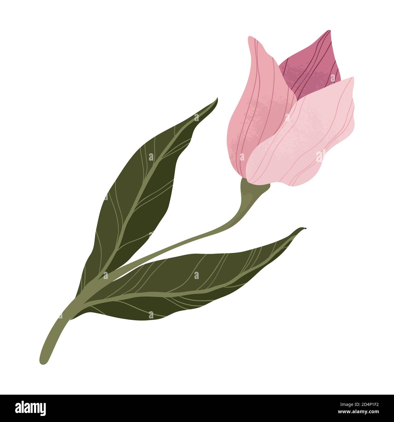 Pink tulip in hand Stock Vector Images - Alamy