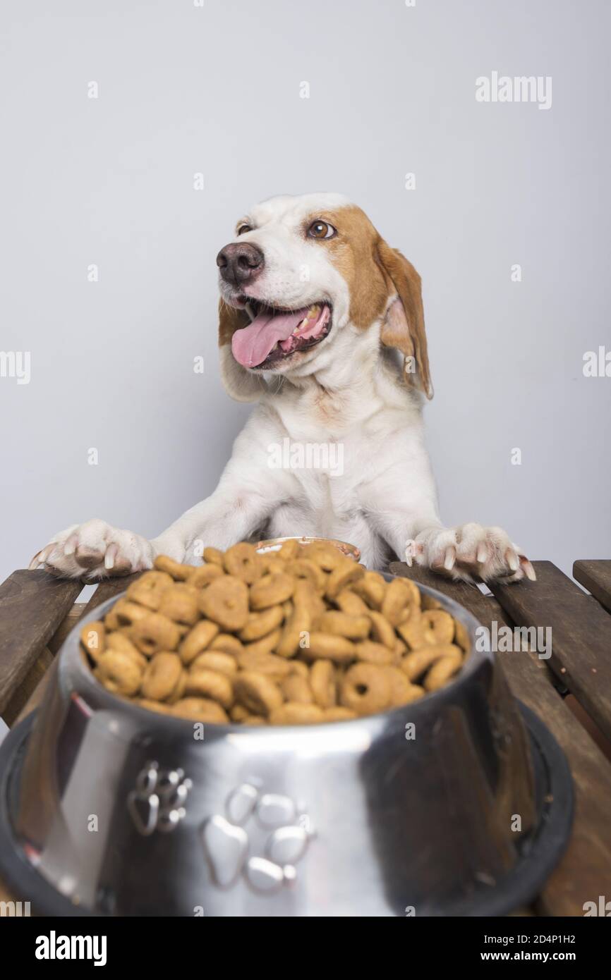 Hungry white and brown dog with big ears and brown eyes ready to eat a ...