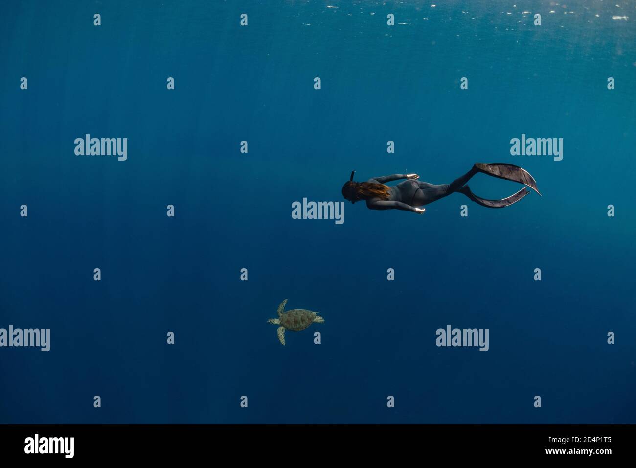 A female freediver is swimming with a sea turtle in a blue ocean Stock ...