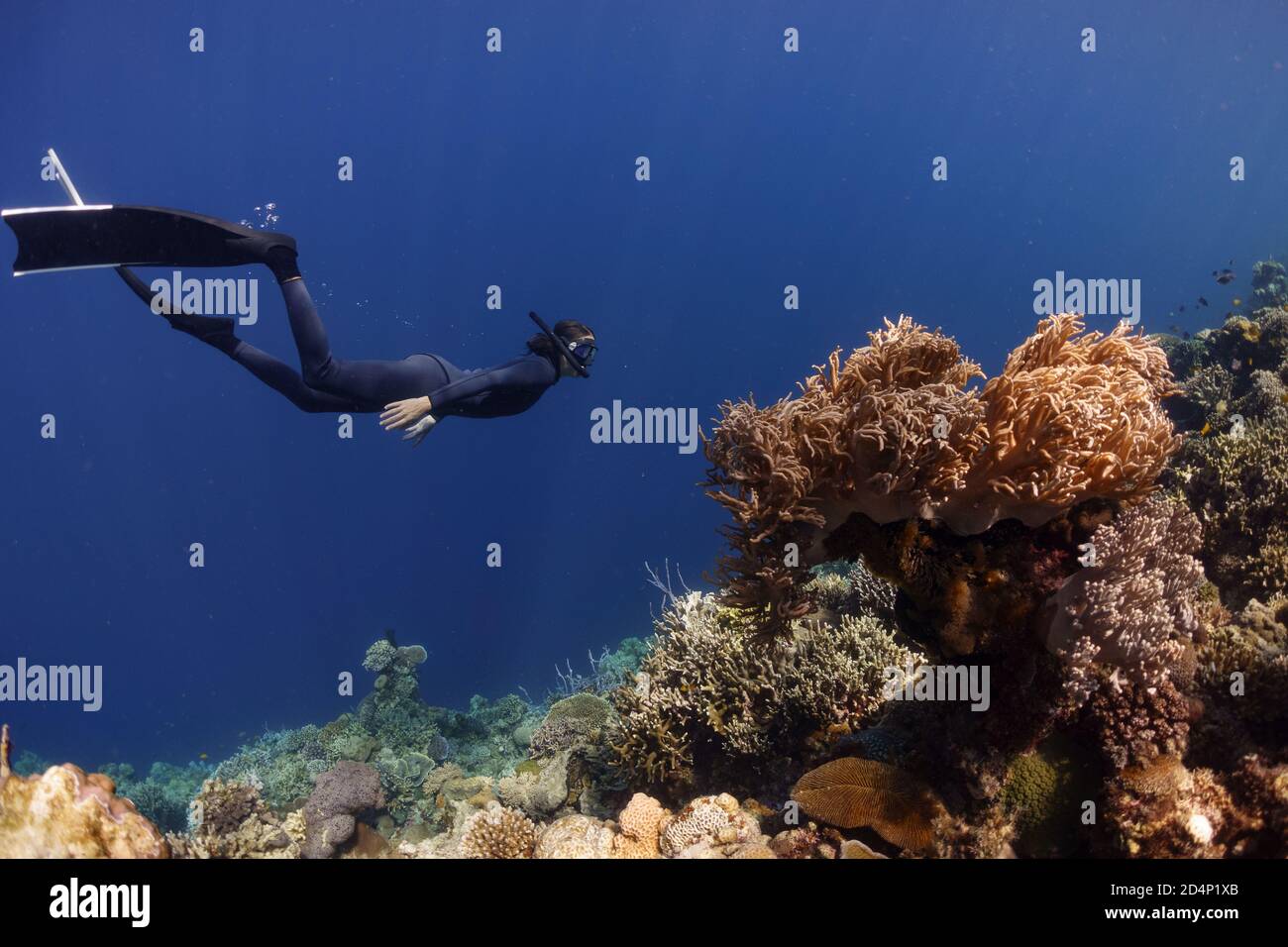 Freediver reef hi-res stock photography and images - Alamy