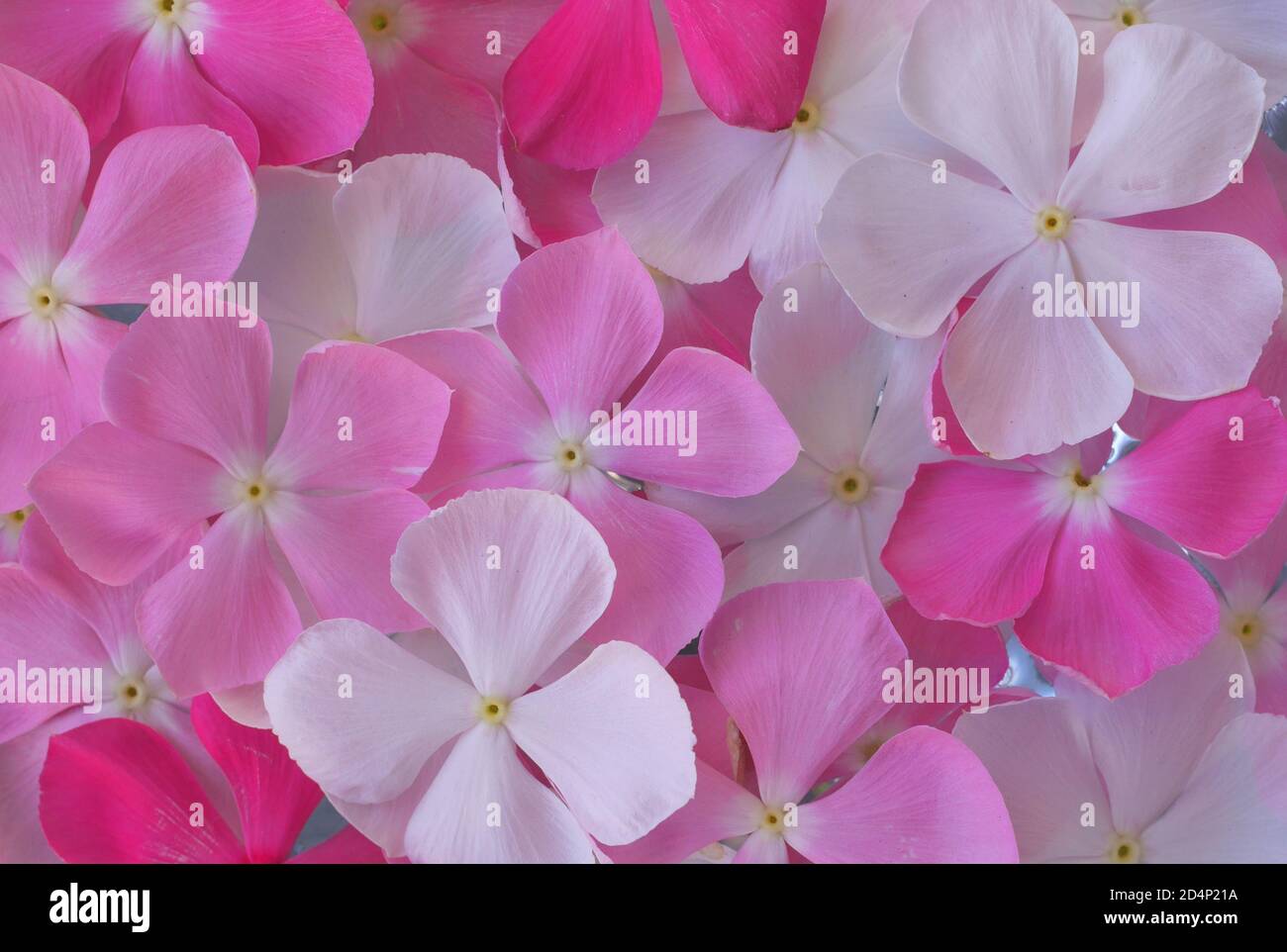 Madagascar periwinkle, Catharanthus Roseus, rosy periwinkle Stock Photo ...