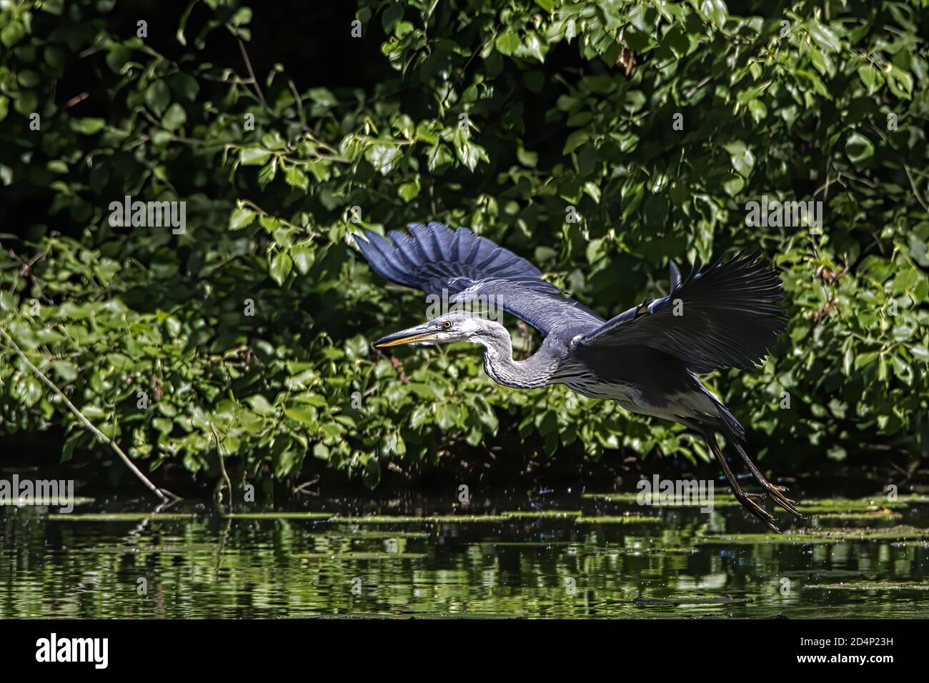 Heron taking off Stock Photo - Alamy