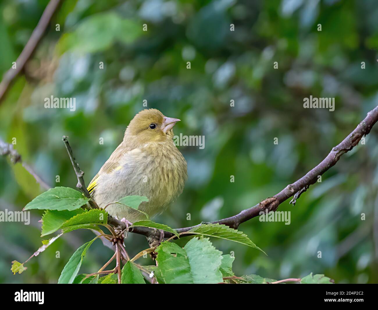 Young greenfinch hi-res stock photography and images - Alamy