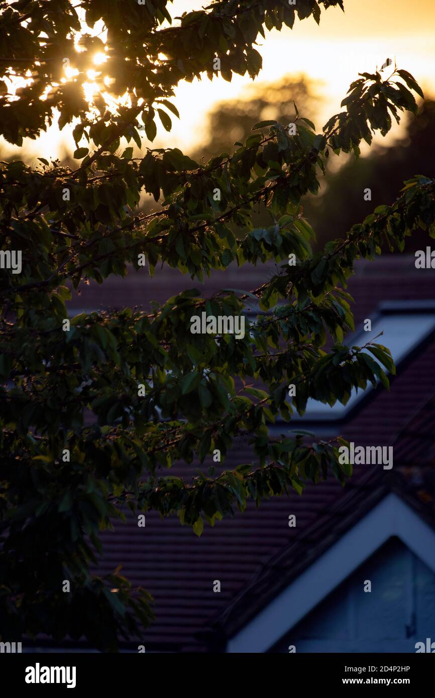 Sunset through branches hi-res stock photography and images - Alamy