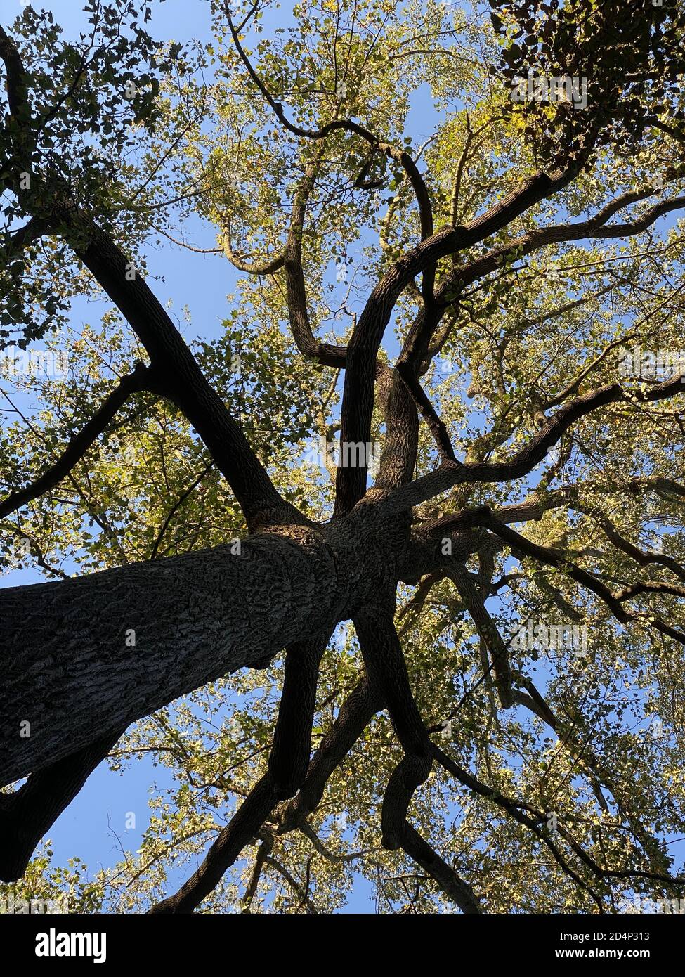 Vertical tilted shot of a thin tree with many branches under the ...