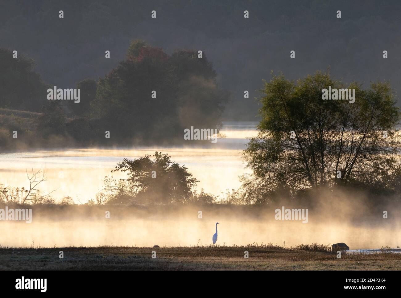Beautiful scene of a river with birds and land with trees steam Stock ...
