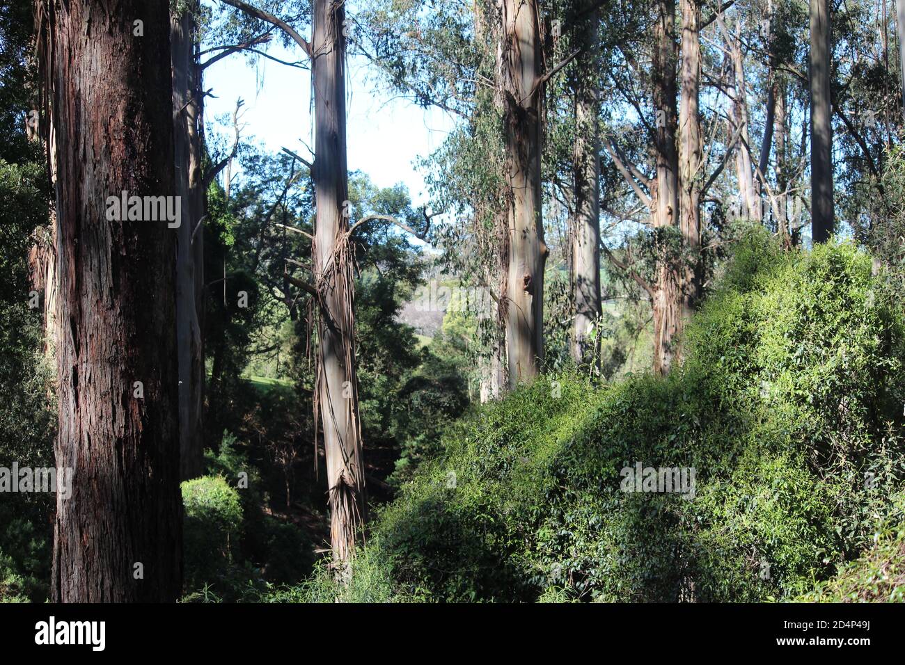 Forest in reginal Victoria, Australia Stock Photo - Alamy