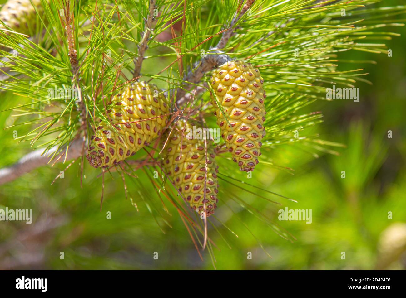 Pine tree branch with corns nature background. Summer forest details ...