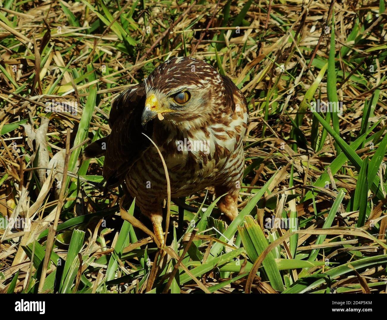 Road side Hawk in the grass, Mato Grosso, Brazil Stock Photo - Alamy