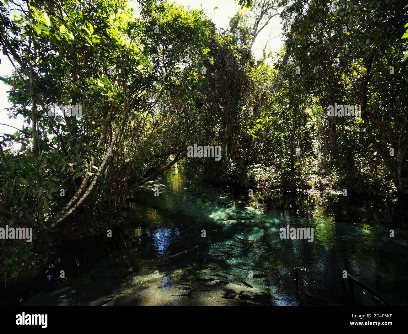 View of the crystal clear waters of Rio Triste, Nobres, Brazil Stock ...