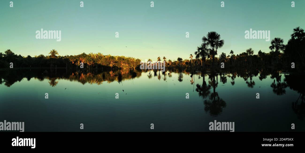 Dusk time view of wetlands with macaws coming in to roost, Nobres ...
