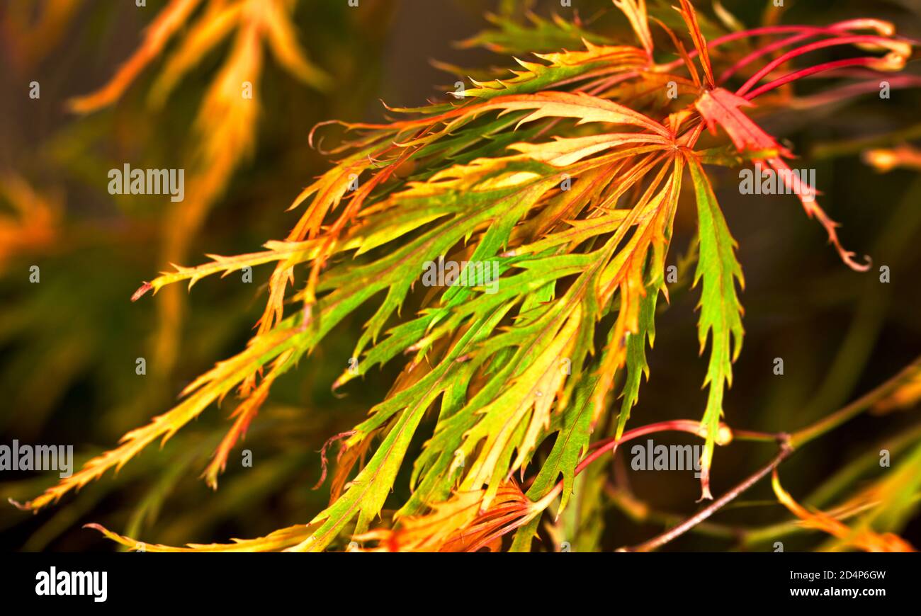 Acer palmatum ‘Inaba-shidare’ leaves turning in the autumn to beautiful ...