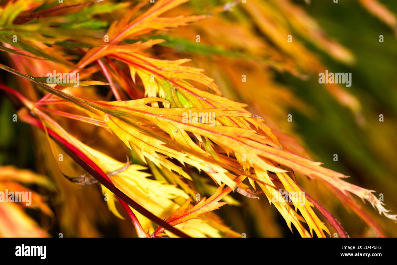 Acer palmatum ‘Inaba-shidare’ leaves turning in the autumn to beautiful ...