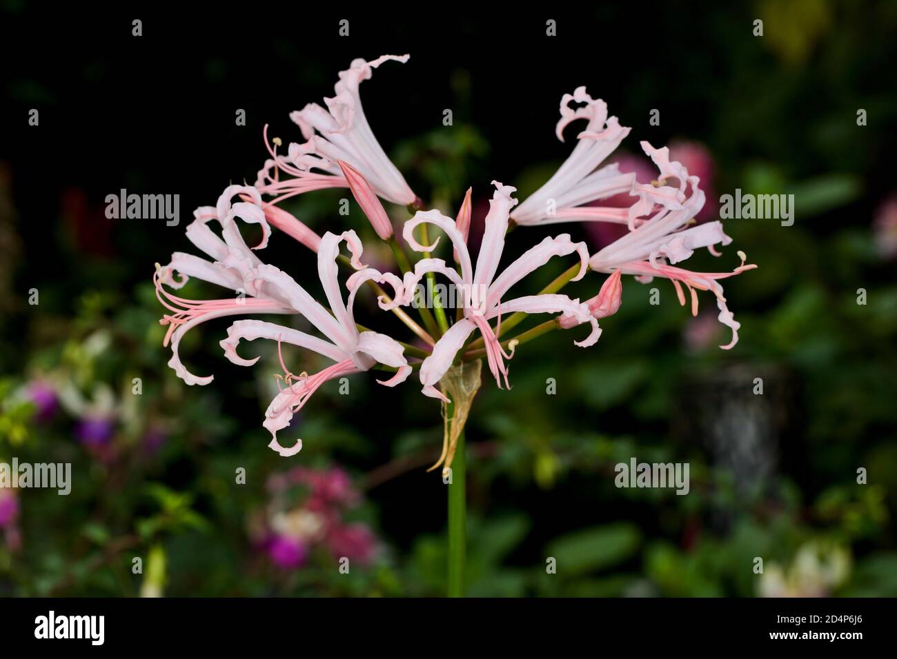 Guernsey lily nerine sarniensis hi-res stock photography and images - Alamy