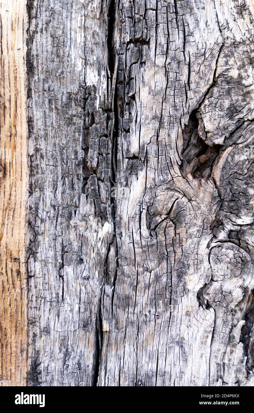 Vertical shot of a tree bark texture for backgrounds Stock Photo - Alamy