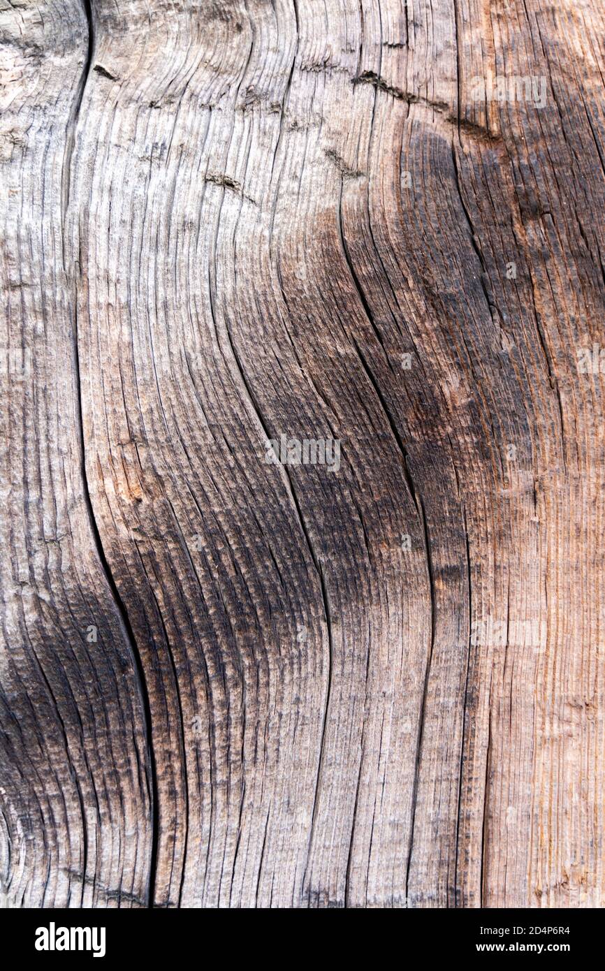 Vertical shot of a tree bark texture for backgrounds Stock Photo - Alamy