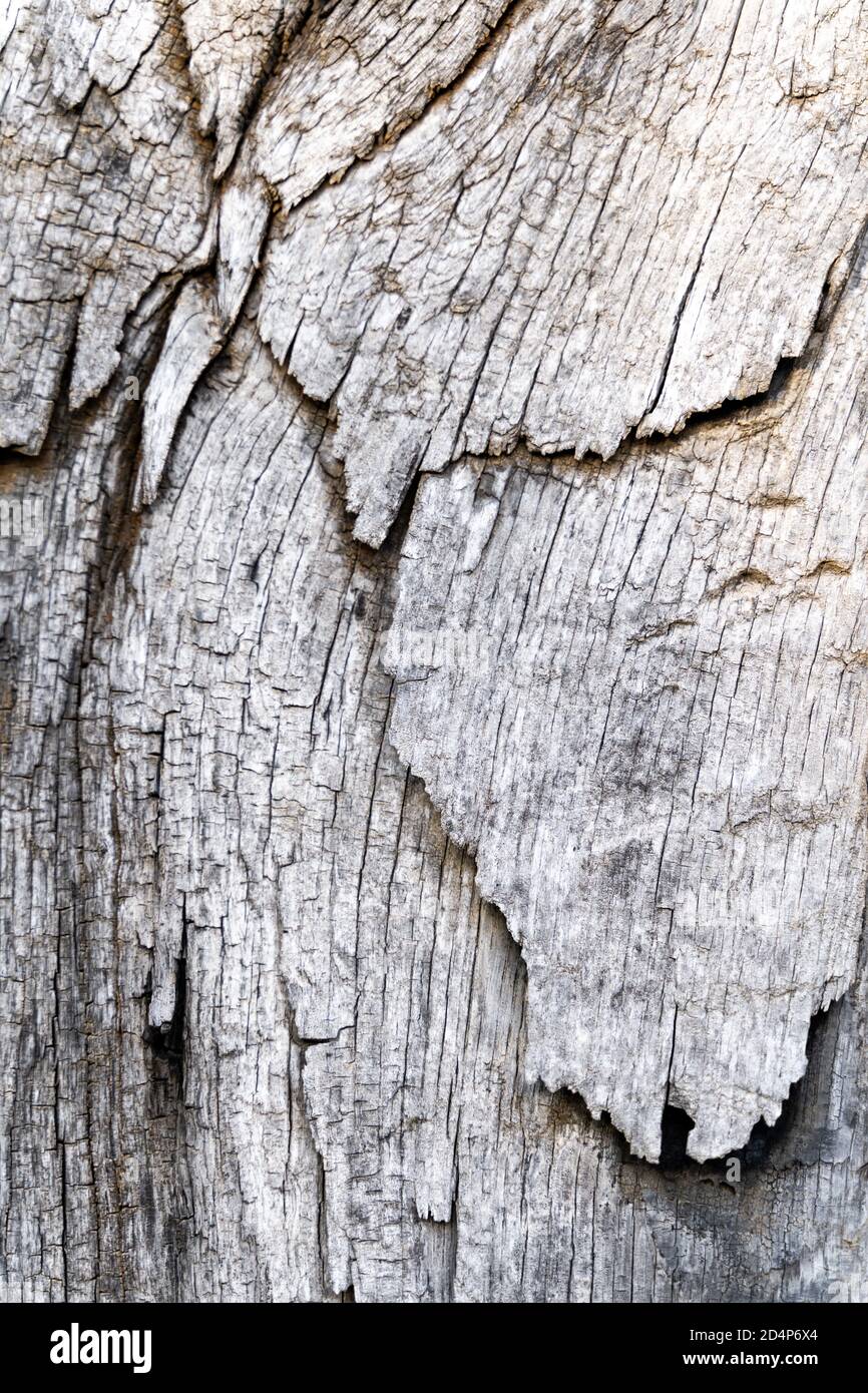 Vertical shot of a tree bark texture for backgrounds Stock Photo - Alamy