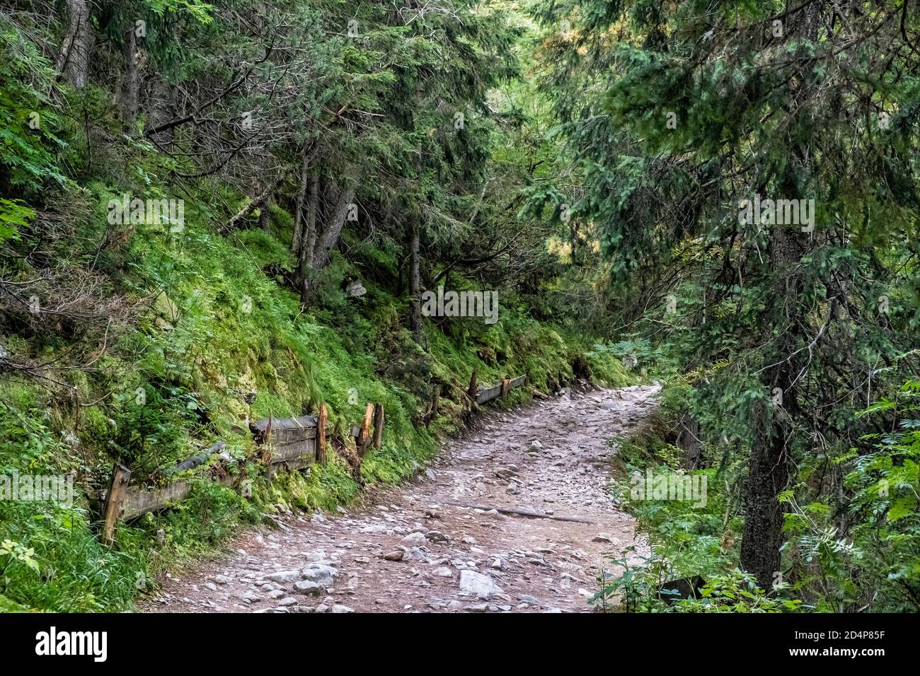 Footpath in coniferous forest, High Tatras mountains, Slovak republic ...