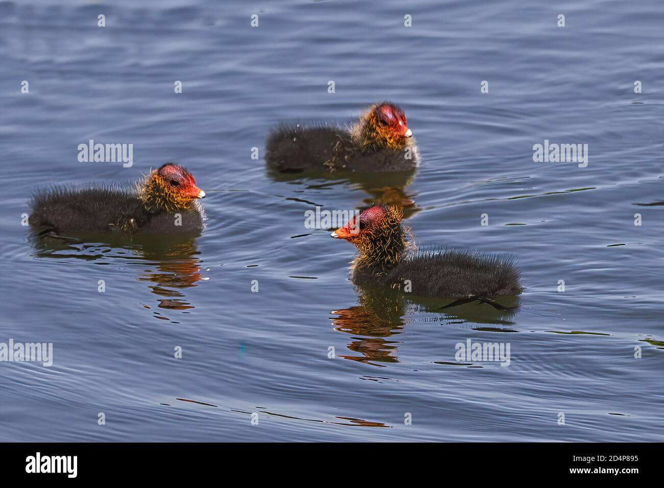 Baby coots hi-res stock photography and images - Alamy