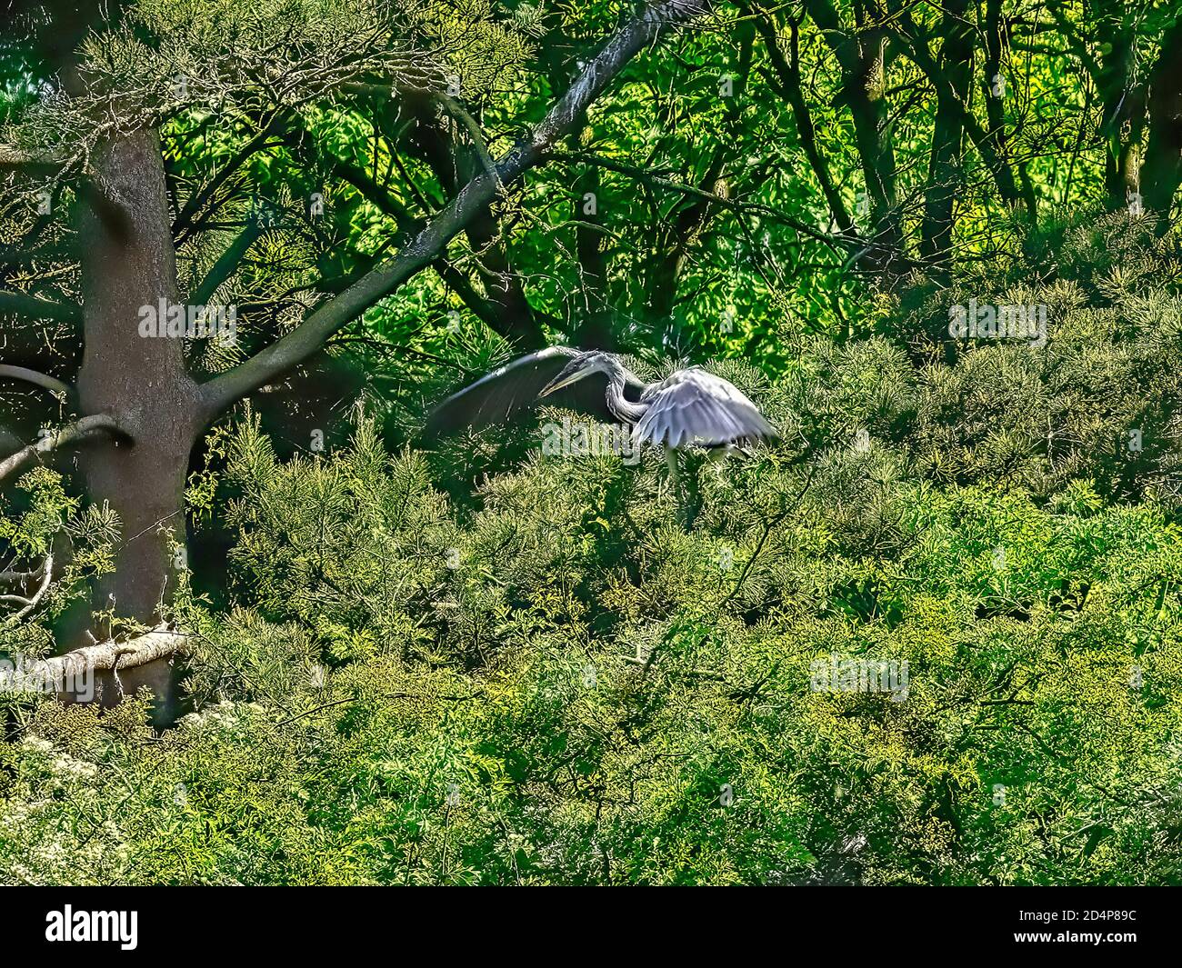 Heron treetop closeups Stock Photo - Alamy