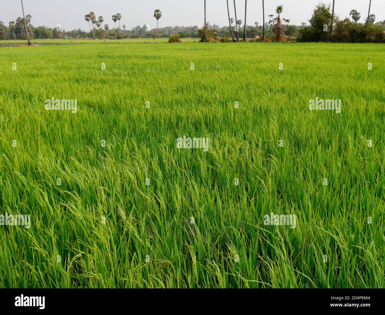 Rice Field, Seam Reap Province in Cambodia Stock Photo - Alamy