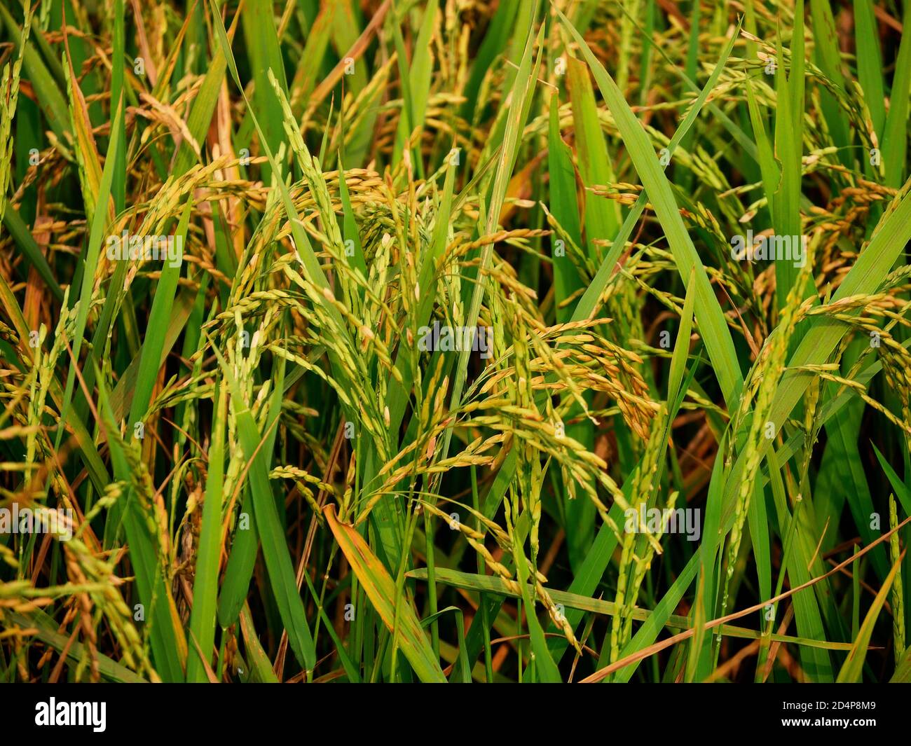 Rice Field, Seam Reap Province in Cambodia Stock Photo - Alamy