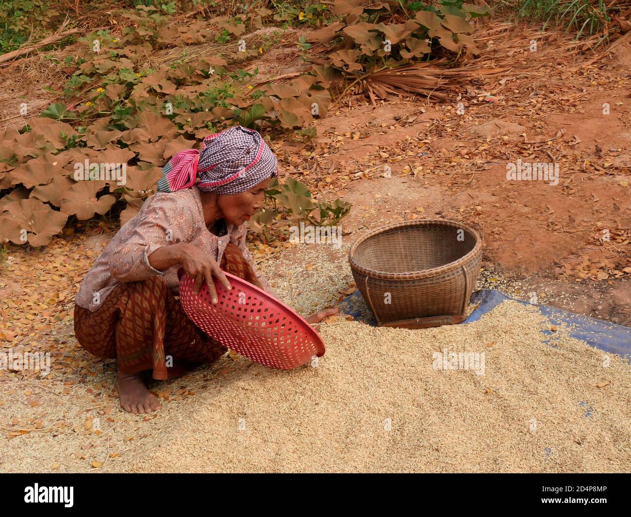 Woman Picking over Rice, Seam Reap, Cambodia Stock Photo - Alamy