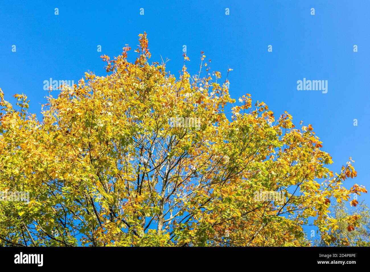 Golden yellow leaves in autumn colours in the crown of a sycamore tree ...