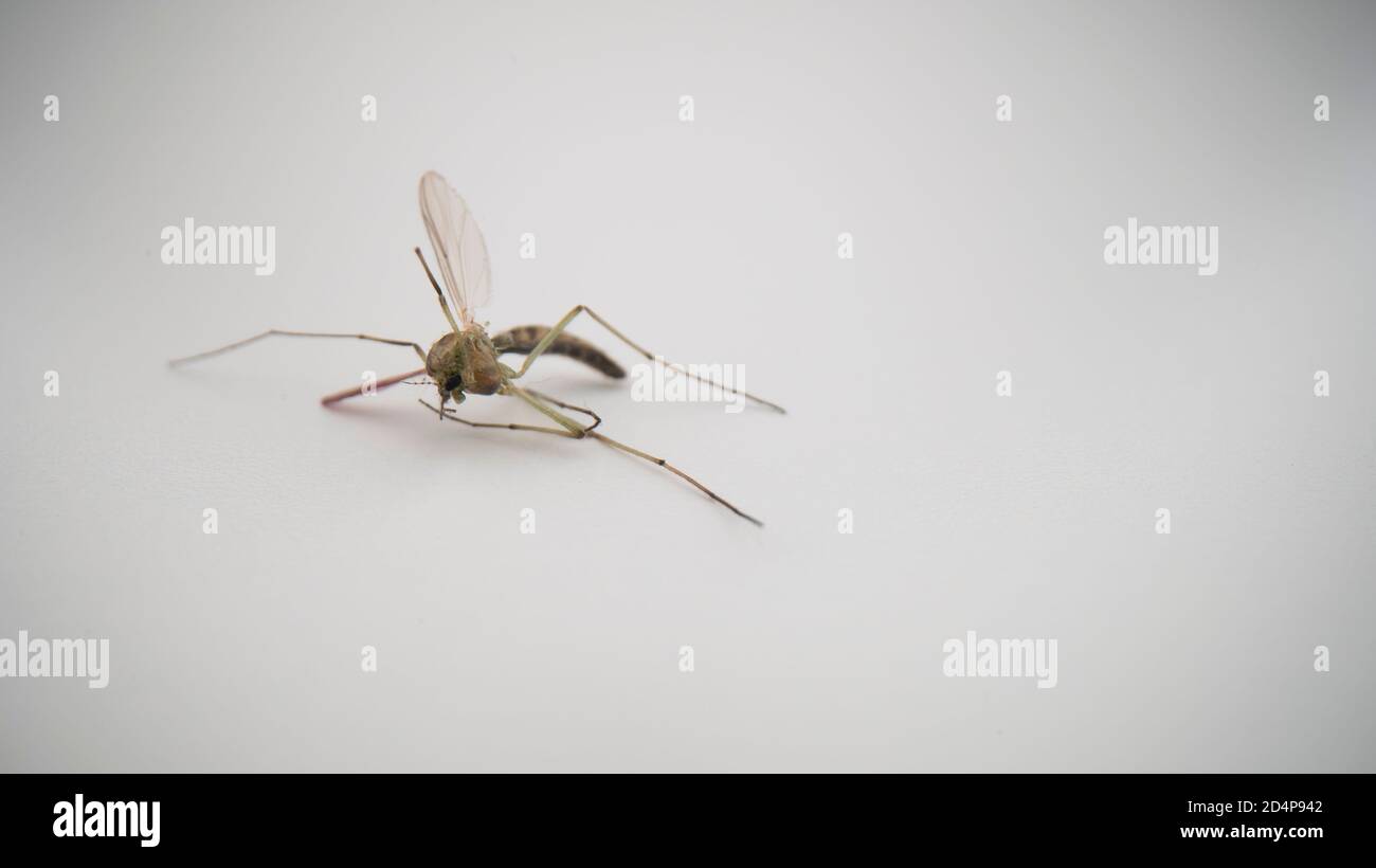 Mosquito and human blood, close up view of isolated mosquito ...