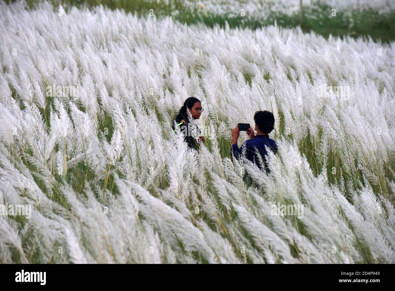 catkin flower in Bangladesh Stock Photo - Alamy