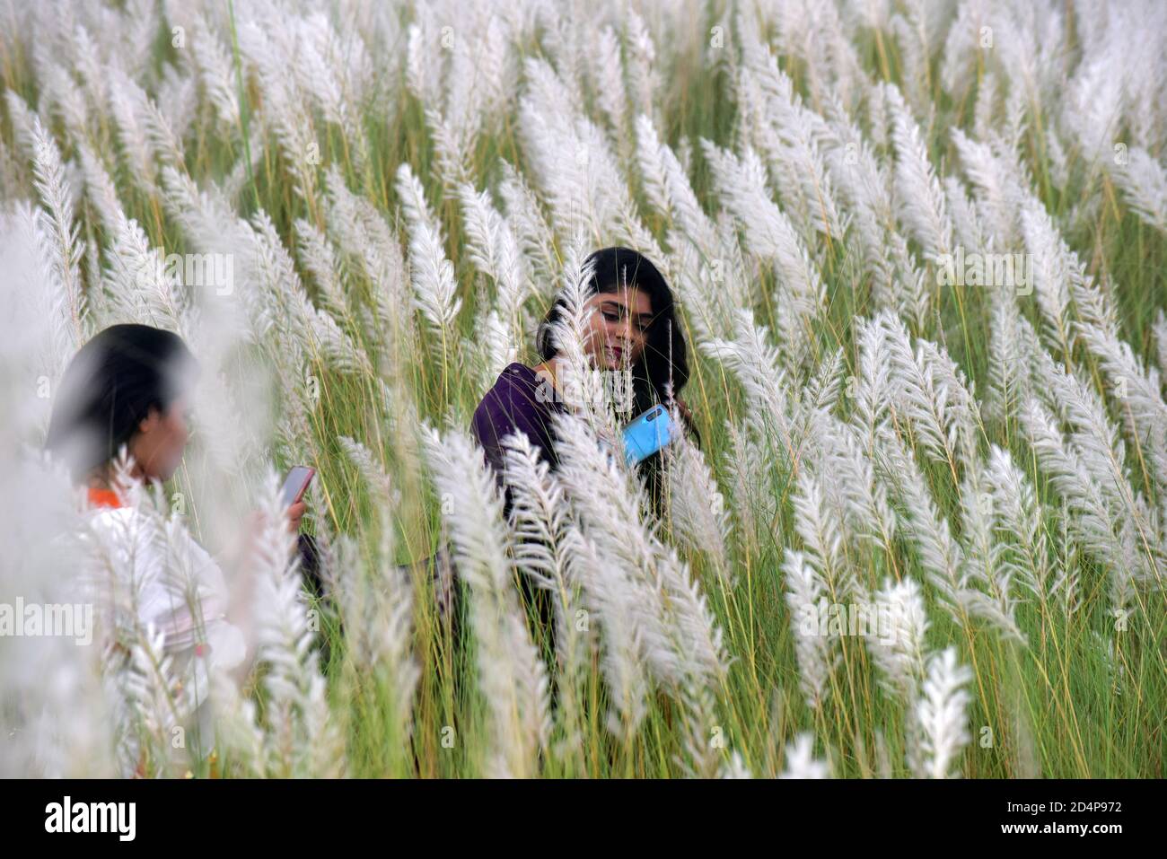 catkin flower in Bangladesh Stock Photo - Alamy