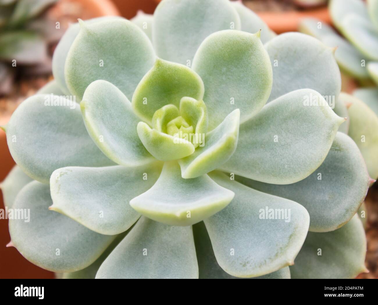 beautiful succulent plant in greenhouse. Closeup, floral patterns ...