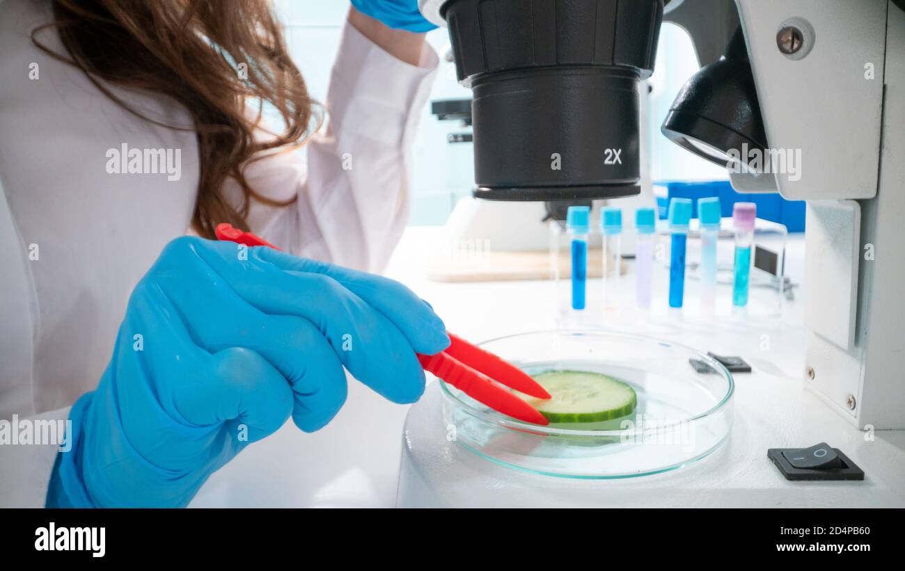 Inspection of the quality of vegetables and fruits in the laboratory of ...