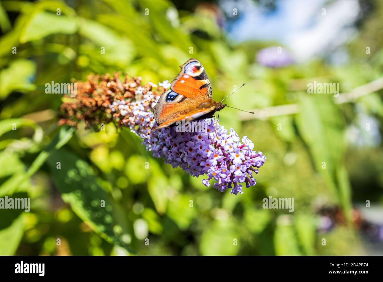 Irish insects hi-res stock photography and images - Alamy
